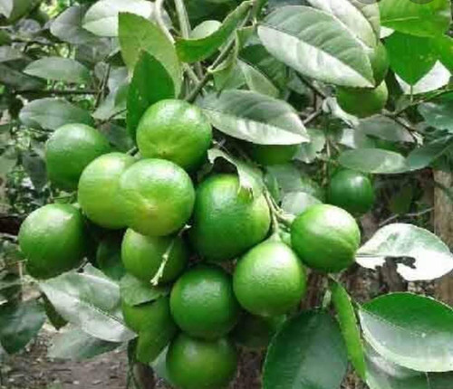 Pati lemon | Puspanjali Pranabir