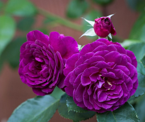 Ebb Tide | Plants Rose World