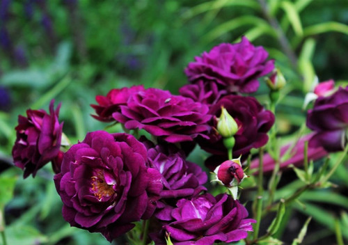 Midnight Blue | Plants Rose World