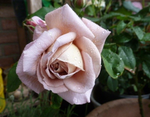 Gletscher | Plants Rose World