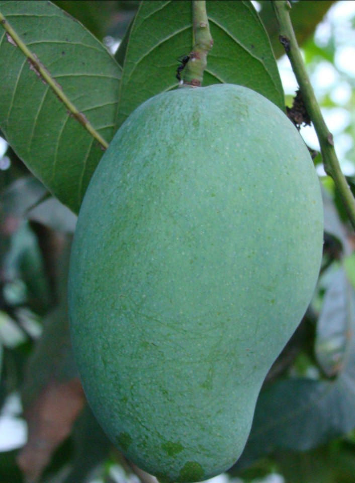 Fazli mango | Puspanjali Pranabir