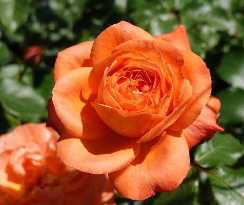 Phoenix | Plants Rose World