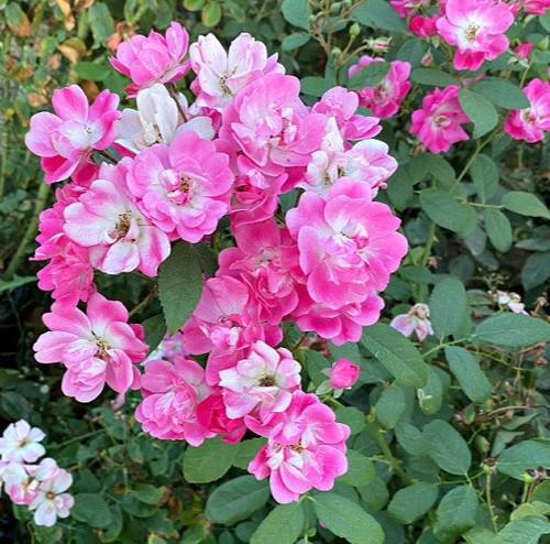 Chatillon Rose | Plants Rose World