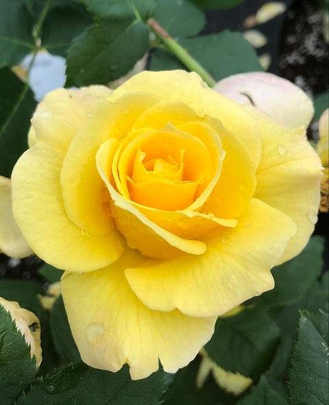 midas touch rose