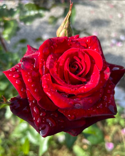 Black magic | Plants Rose World