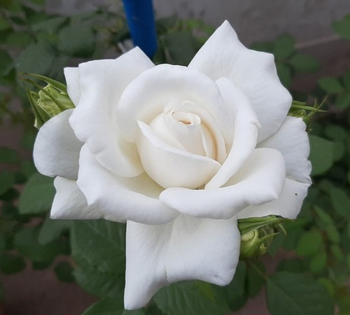 Maria Shriver | Plants Rose World