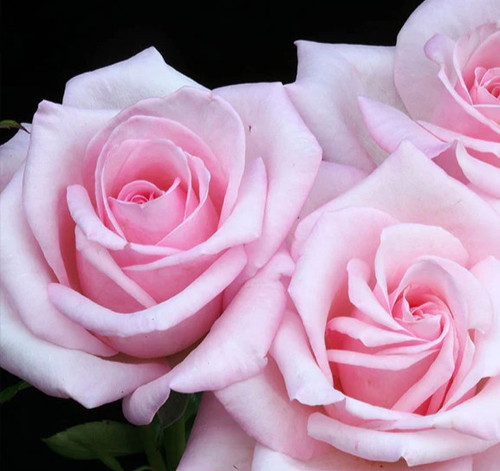 Royal Highness | Plants Rose World