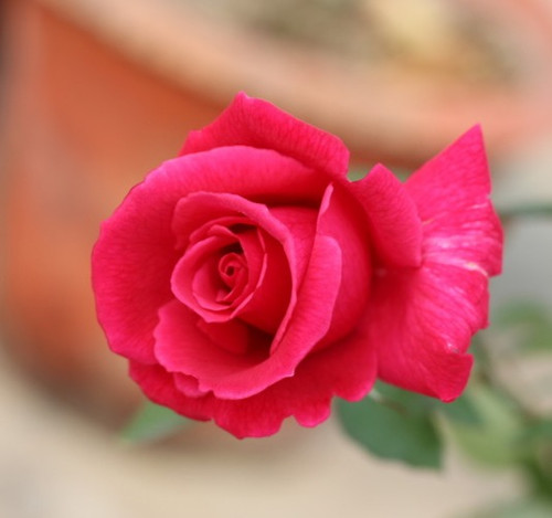 Sugandha | Plants Rose World