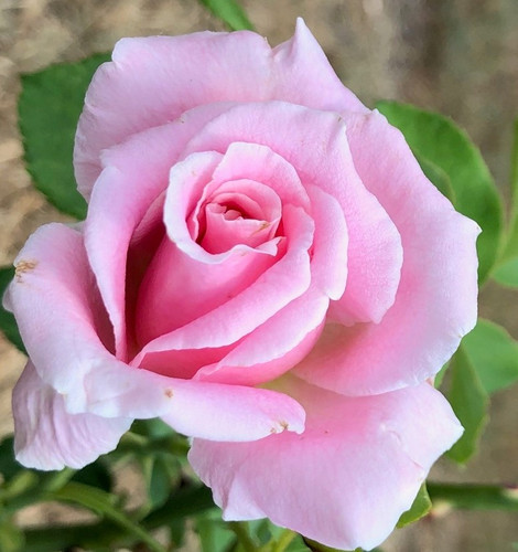 Bewitched | Plants Rose World