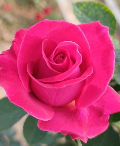 Runki | Puspanjali Pranabir