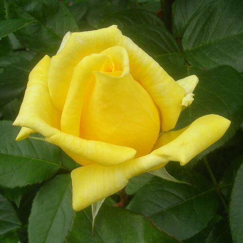 Landora | Plants Rose World