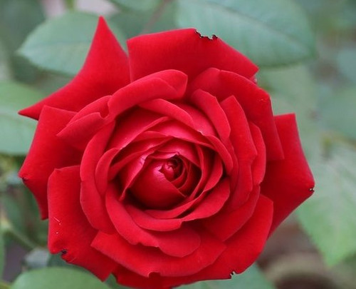 Mirandy | Plants Rose World