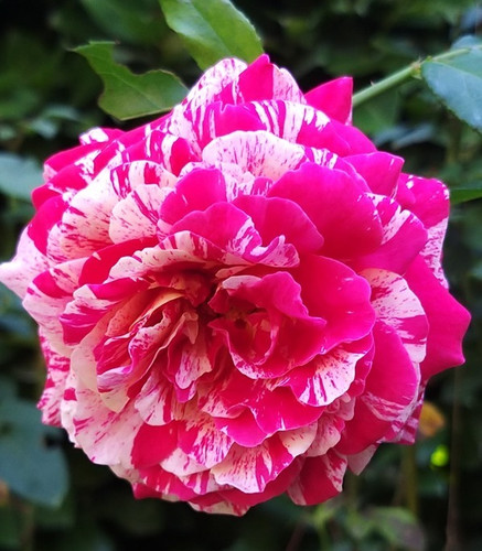 Toi toi toi! | Plants Rose World