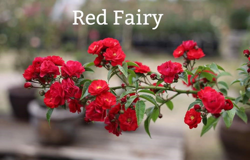 Clg Red fairy | Plants Rose World