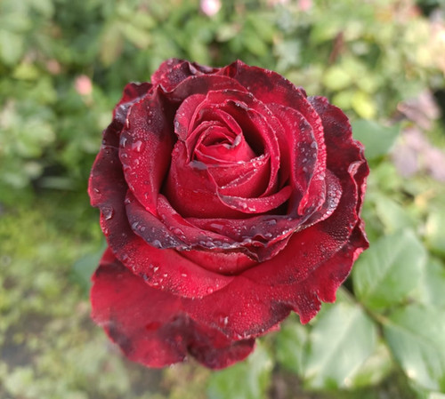 Red Baccara | Puspanjali Pranabir