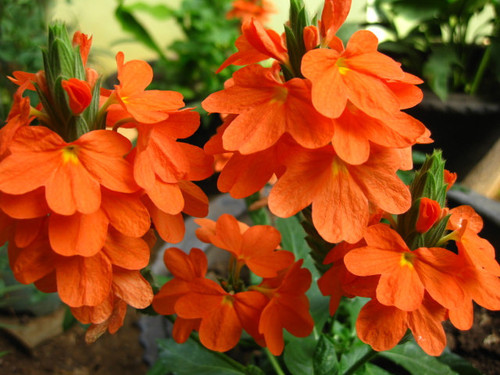 Crossandra orange | Plants Rose World