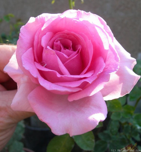 Priscilla | Plants Rose World