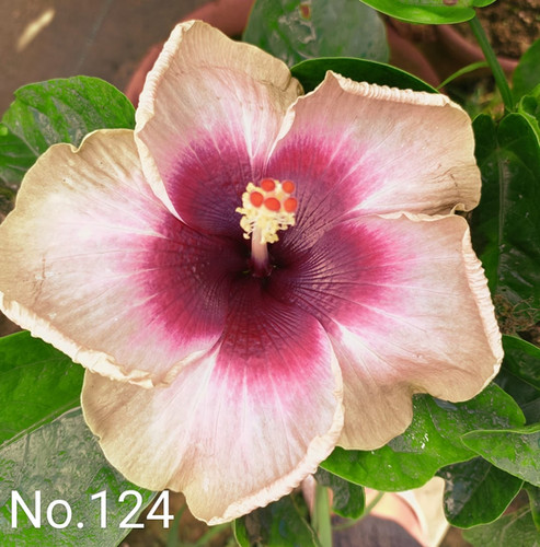 HYBISCUS 124 | Puspanjali Pranabir