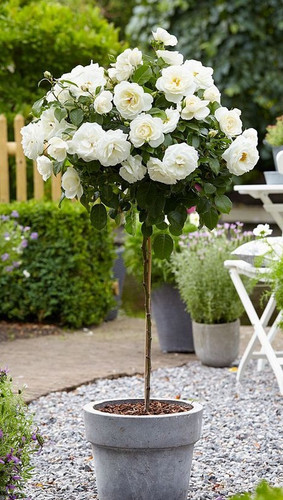 Stand rose white | Plants Rose World