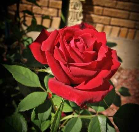 Gladiator | Plants Rose World