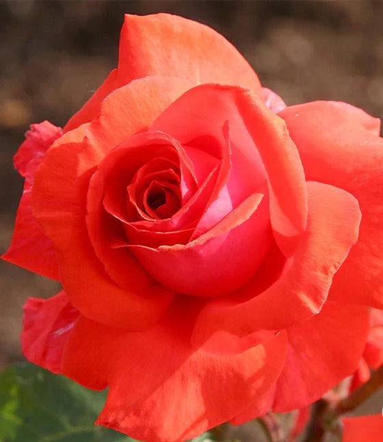 H.T Rose ( Hybrid Rose ) | Plants Rose World 6/17