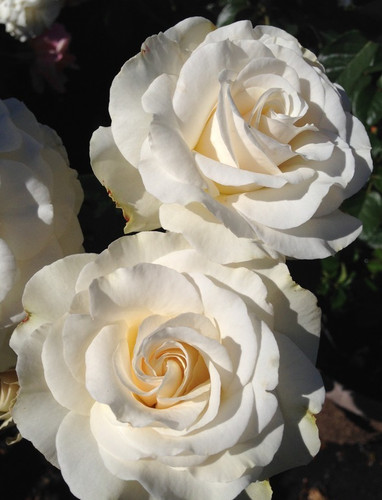 Mount Hood | Plants Rose World