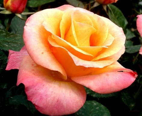 Britannia | Plants Rose World