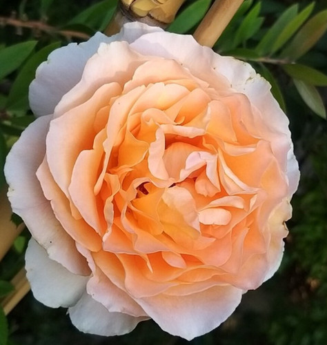 Clg Polka | Plants Rose World