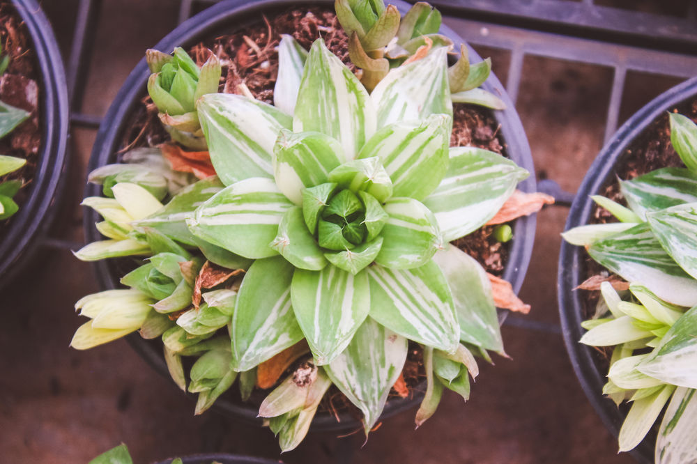 Tudo sobre Suculentas Variegadas