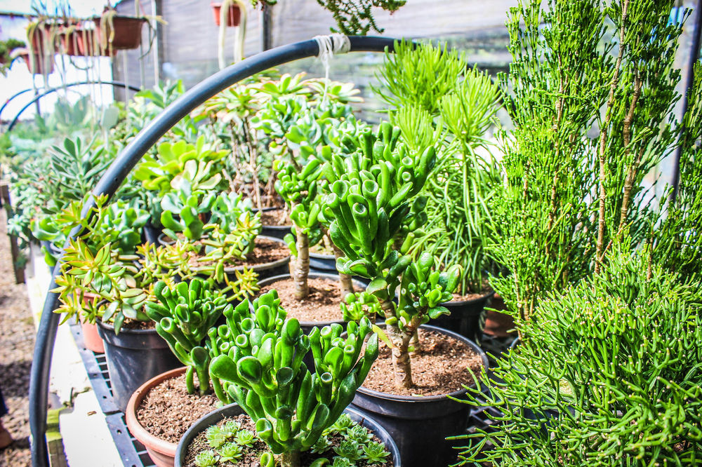 5 Segredos que todo Principiante com Suculentas Precisa Saber