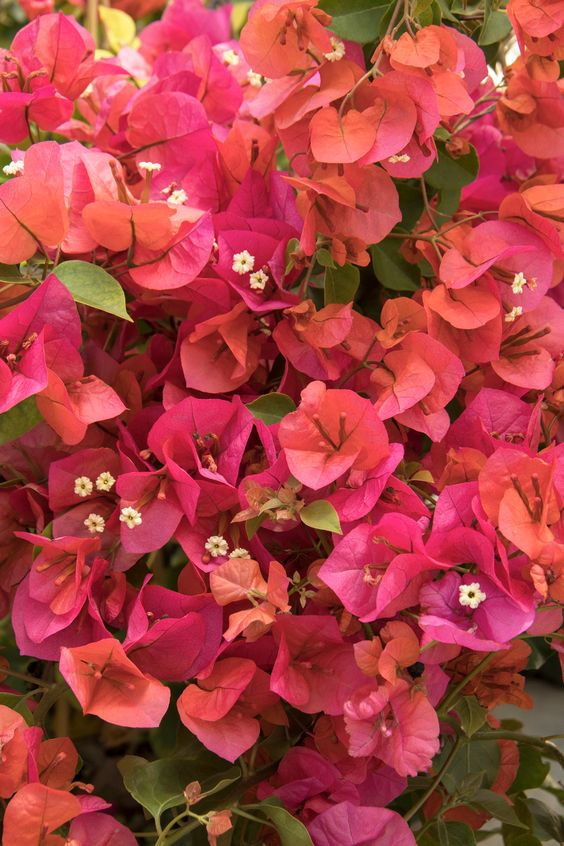 10 Trepadeiras Incríveis para o Seu Jardim