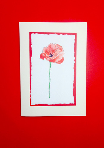 Poppy | diane-wilkinson
