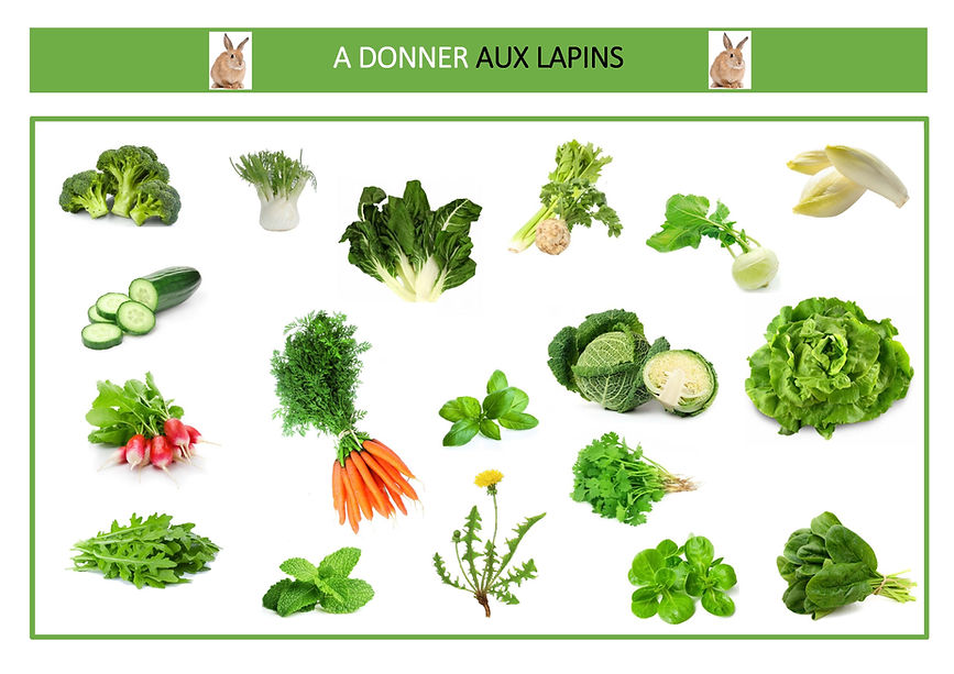 Les animaux fiche lapin | La ferme des 3 ailes