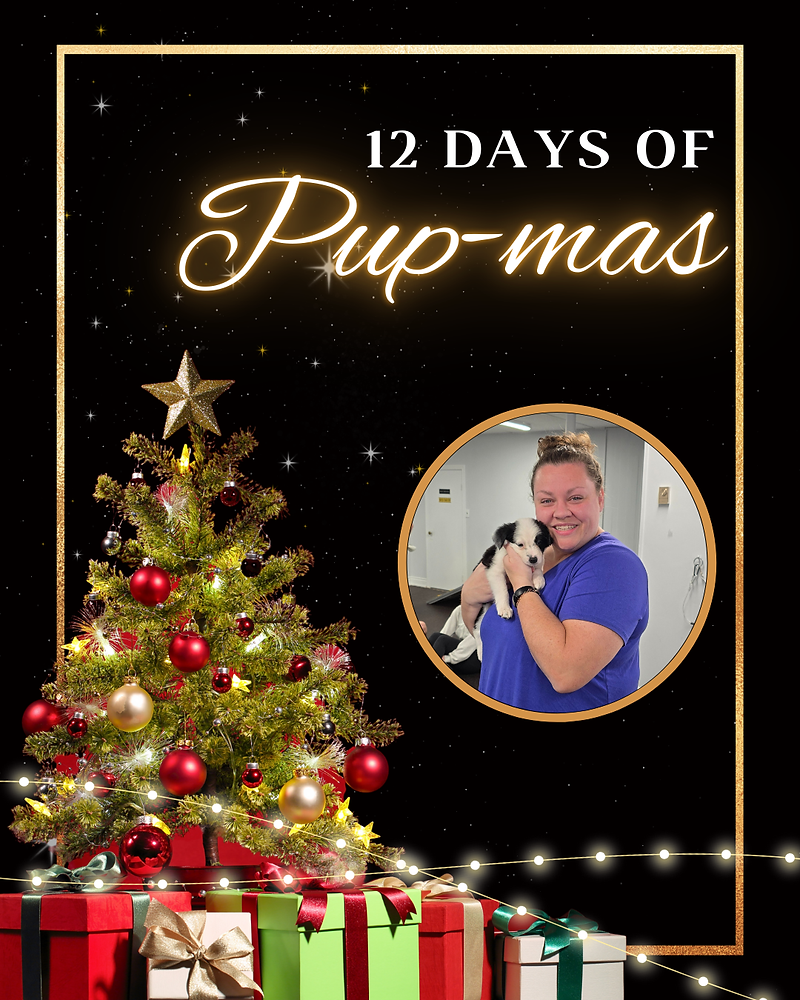 12 Days of Pup-mas: Puppy Yoga With Mikenze