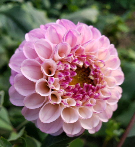 Bloomquist Wonderful | Raising Roots Flower