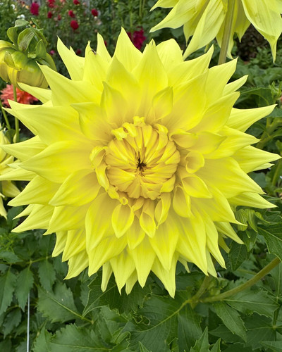 Wyn's Neon Dream | Raising Roots Flower