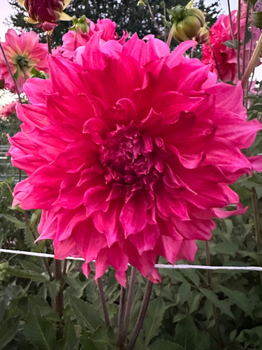 Islander | Raising Roots Flower