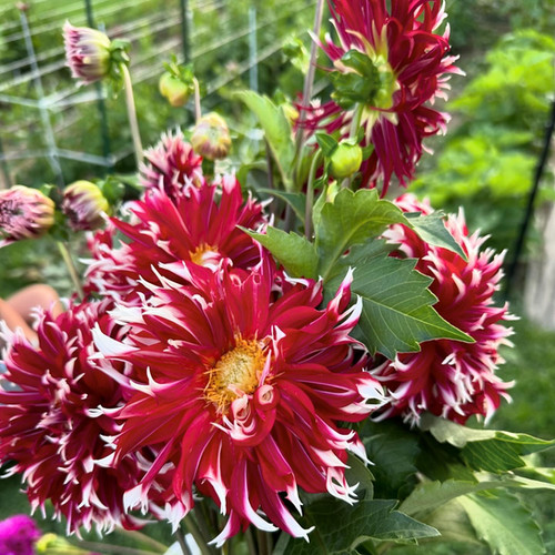 Bloomquist Firecracker | Raising Roots Flower