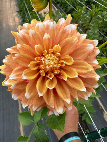 Bloomquist Candy Corn | Raising Roots Flower