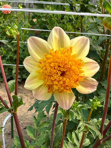 Bloomquist Golden | Raising Roots Flower