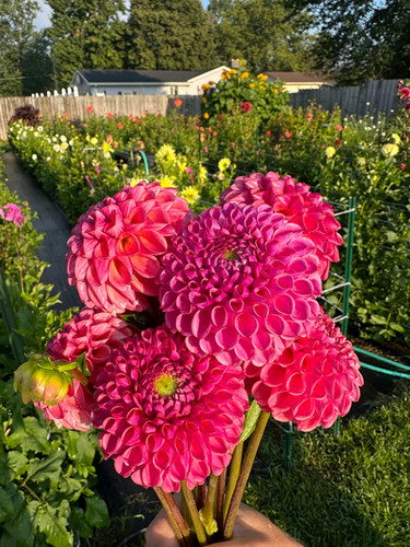 Caitlin's Joy | Raising Roots Flower