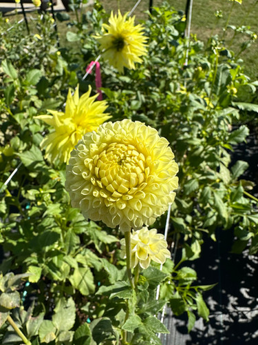 Irish Moon | Raising Roots Flower