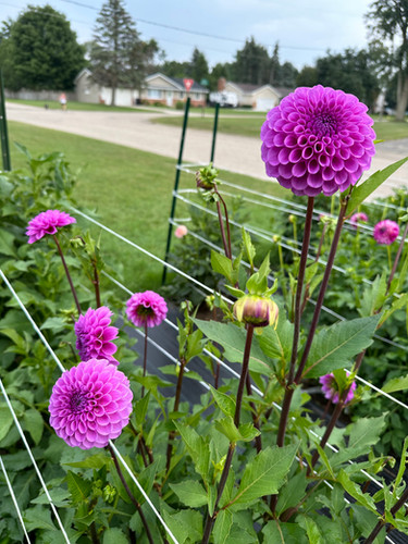 Robann Regal | Raising Roots Flower