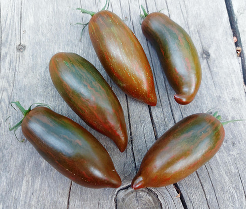 Tomatoes - Roma - Boar's Tooth Seeds | Martha's Garden