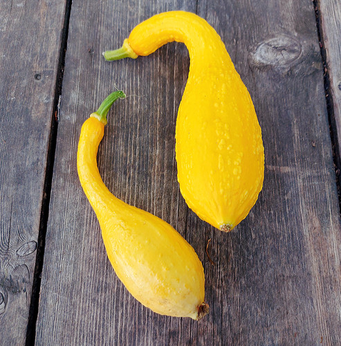 Squash - Yellow Crookneck Seeds | Martha's Garden
