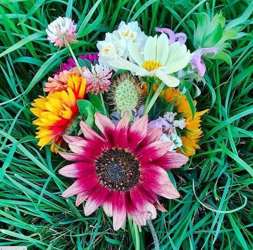 Cut flower seeds | Martha's Garden Seeds