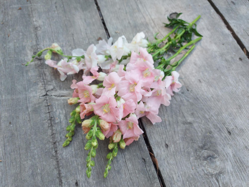 Snapdragon - Chantilly Pink Seeds | Martha's Garden
