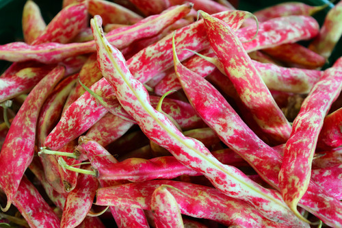 Tongue of Fire Bush Beans Seeds | Martha's Garden Seeds