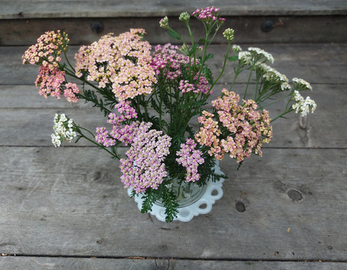 Yarrow - Pastel Mix Seeds | Martha's Garden