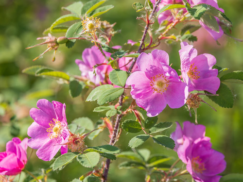 Wild Rose Seeds | Martha's Garden